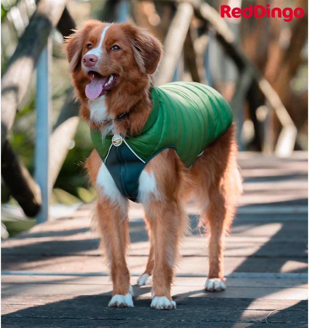 soe jope koertele koerale kahtepidi kantav